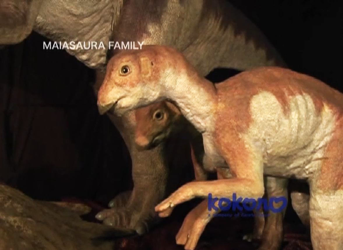 Video | Copyright(c) Kokoro Company Ltd.